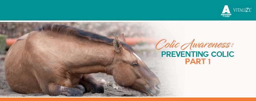 Colic Awareness: Preventing Colic Part 1 - Vitalize