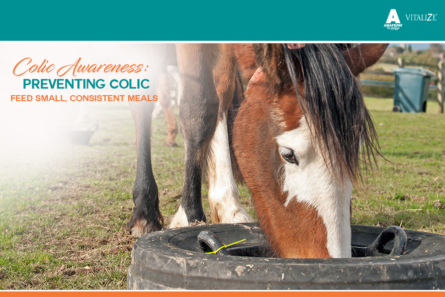 Colic Awareness: Preventing Colic Part 2 - Vitalize