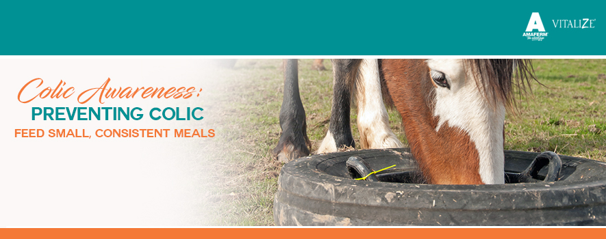 Colic Awareness: Preventing Colic Part 2 - Vitalize