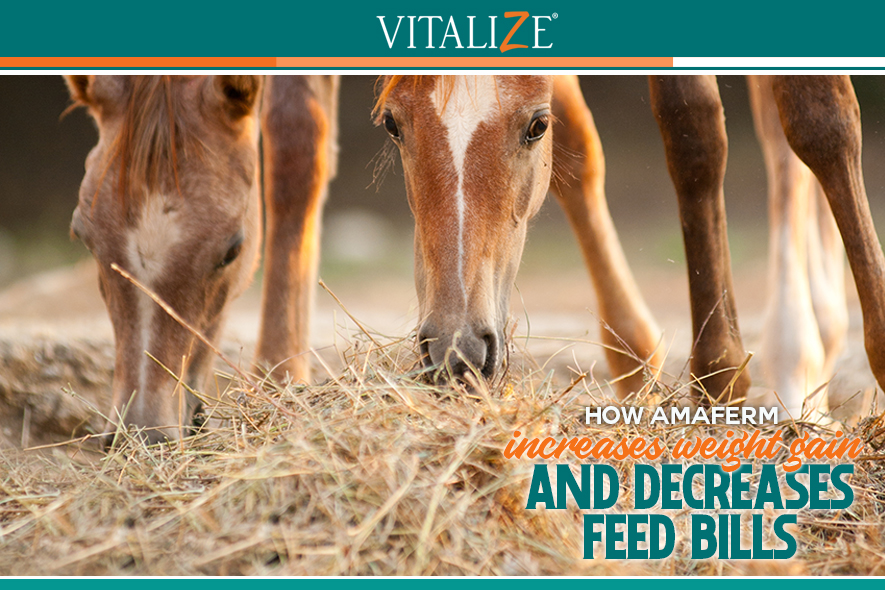 How Amaferm® Increases Weight Gain and Decreases Feed Bills - Vitalize