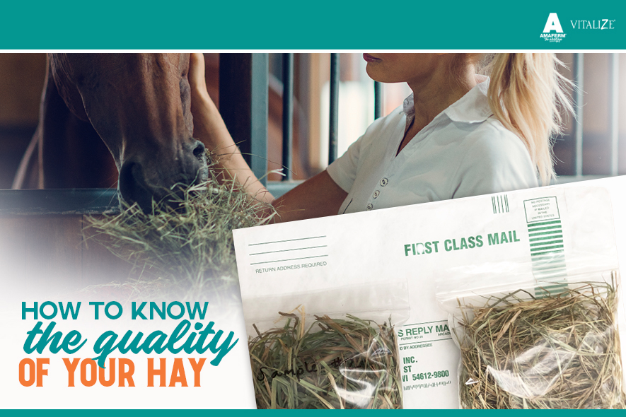 How to Know the Quality of Your Hay - Vitalize