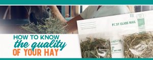 How to Know the Quality of Your Hay - Vitalize