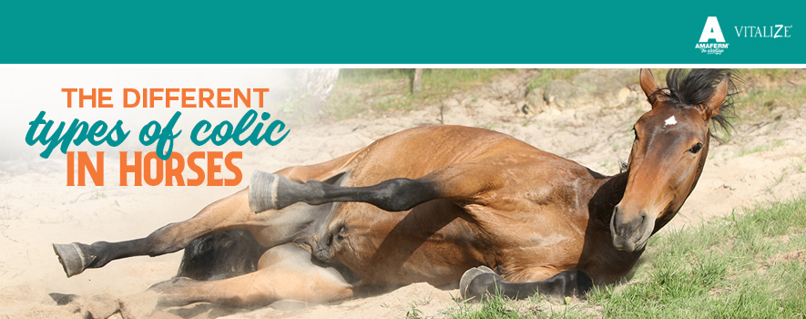The Different Types of Colic in Horses - Vitalize