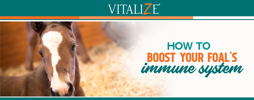 How to Boost Your Foal’s Immune System - Vitalize