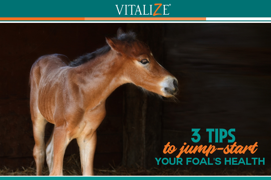 3 Tips to Jump-Start your Foal's Health - Vitalize