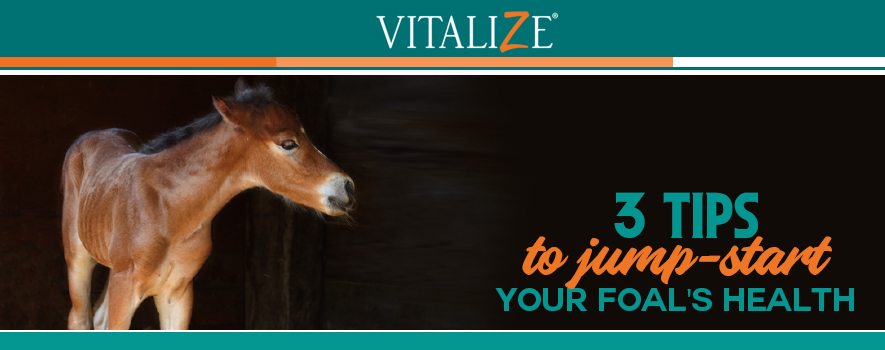 3 Tips to Jump-Start your Foal's Health - Vitalize