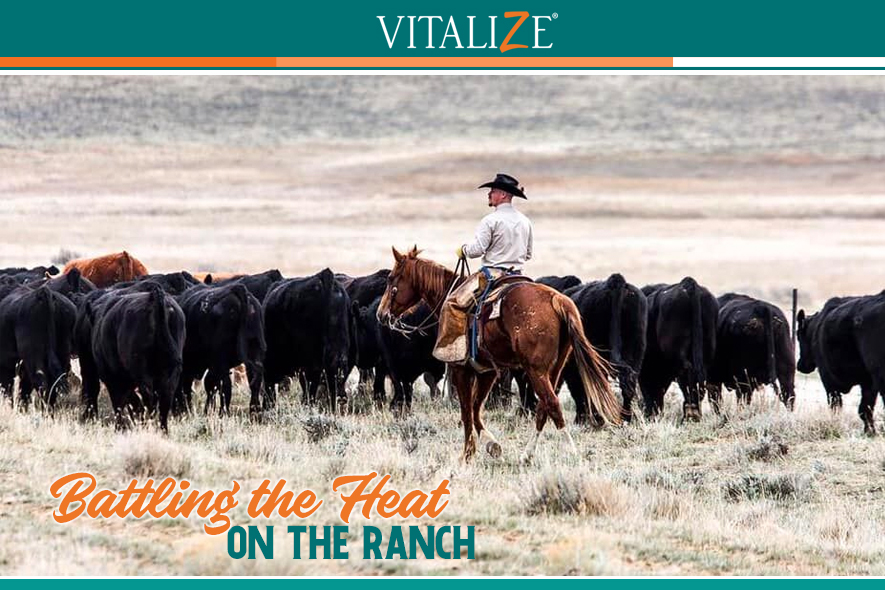 How to Overcome Summer Heat on the Ranch and on the Road - Vitalize