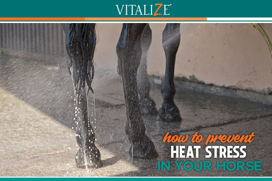 How to Prevent Excessive Heat Stress in Your Horse - Vitalize