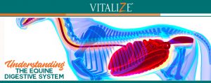 Understanding the Equine Digestive System - Vitalize