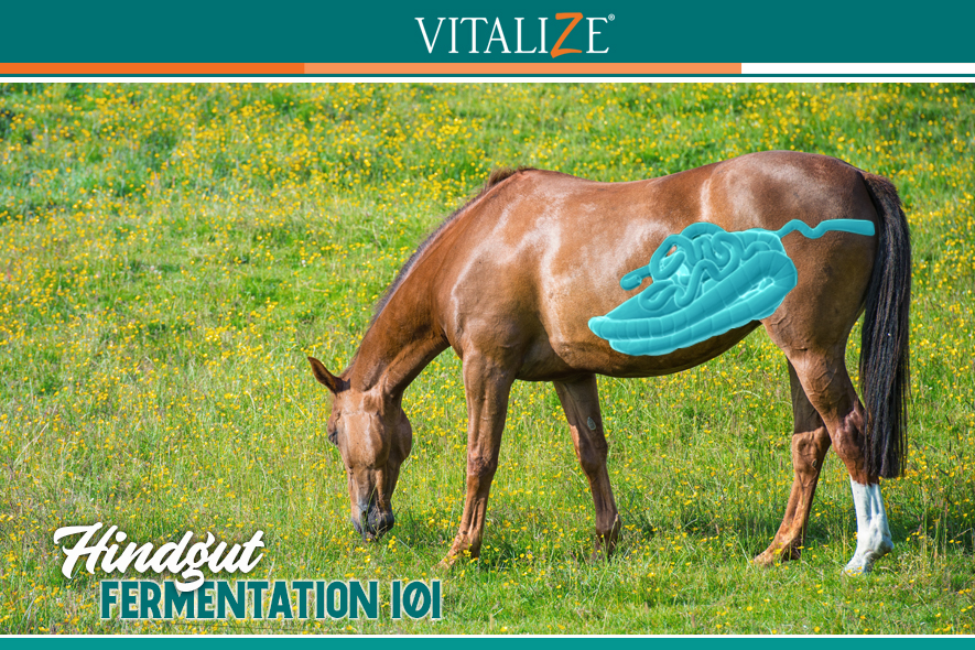 Hindgut Fermentation 101 - Vitalize