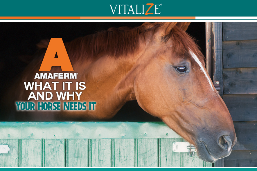 Amaferm: What it is and Why Your Horse Needs it - Vitalize