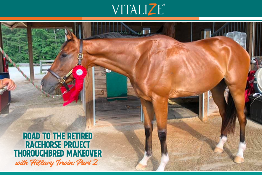 Part Two: Hillary Irwin, Yogi Train for Retired Racehorse Project ...
