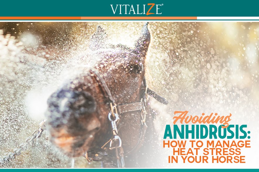 Avoiding Anhidrosis: How to Manage Heat Stress in your Horse - Vitalize