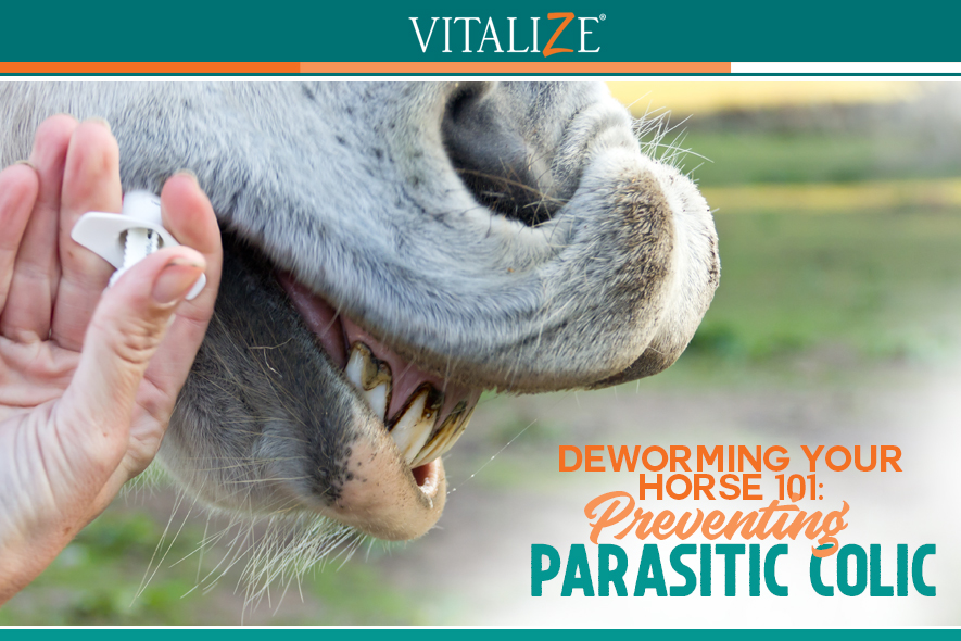 Deworming Your Horse 101: Preventing Parasitic Colic - Vitalize
