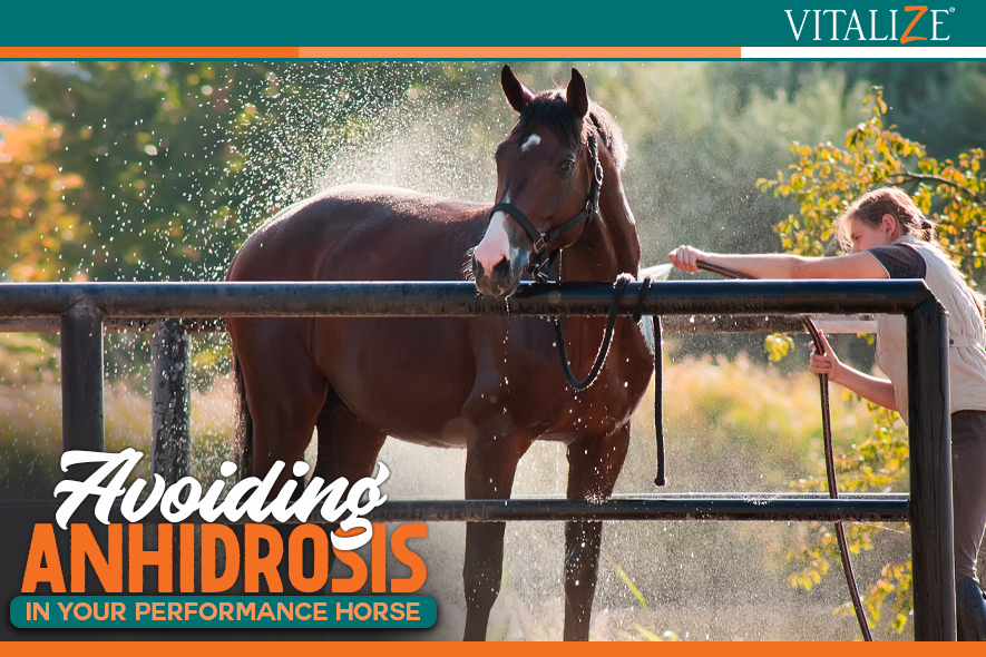Avoiding Anhidrosis in your Performance Horse - Vitalize