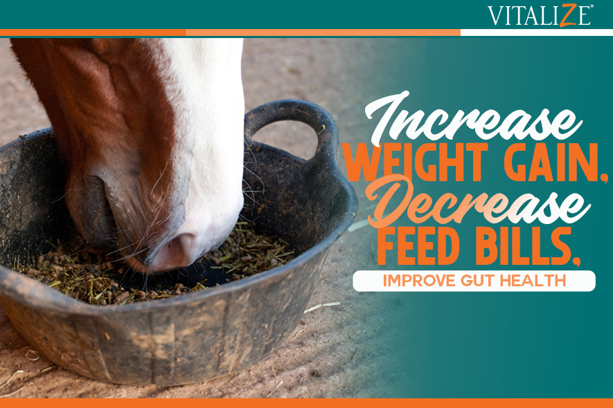 Increase Weight Gain, Decrease Feed Bills, Improve Gut Health - Vitalize