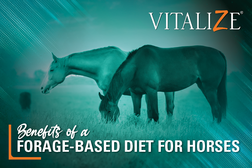 Benefits of a Forage-Based Diet for Horses - Vitalize