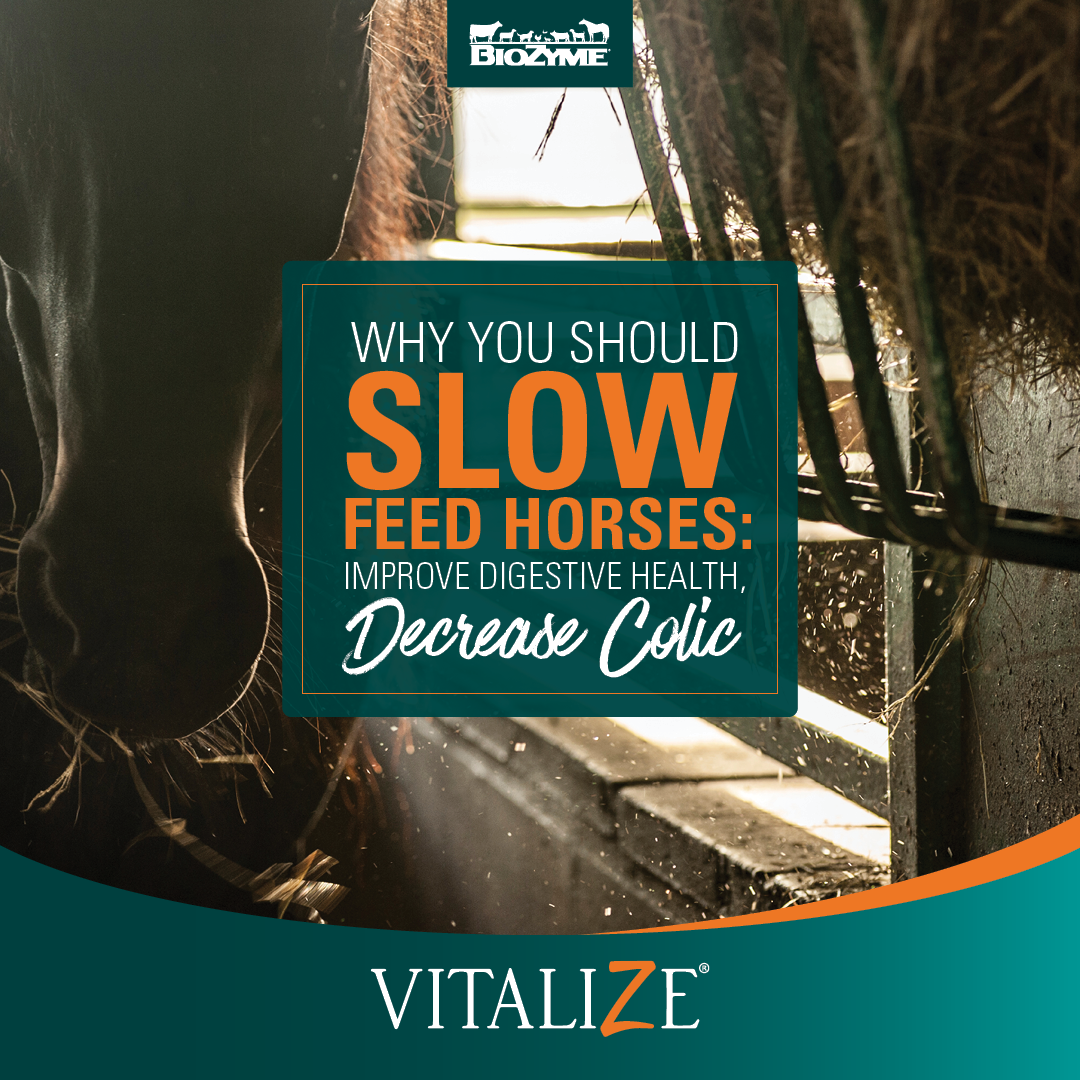 Slow Feed Horses to Improve Digestive Health and Avoid Colic - Vitalize