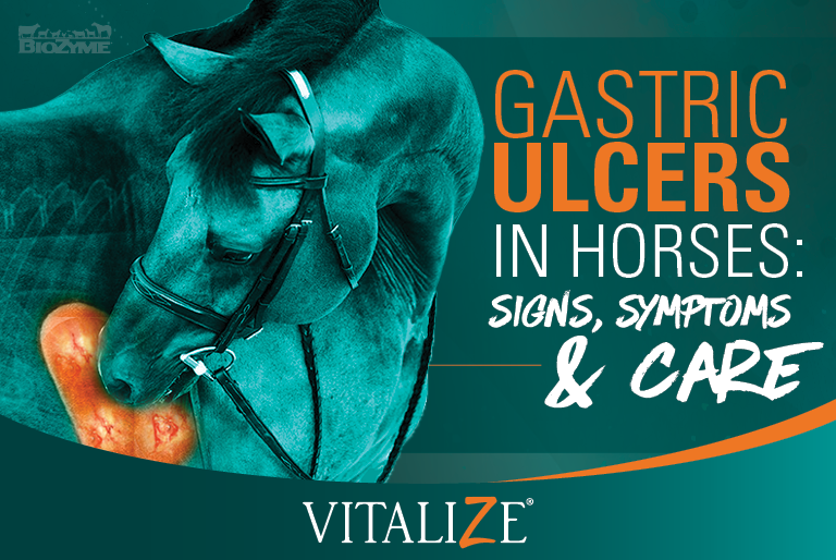 What You Need To Know About Ulcers in Horses - Vitalize