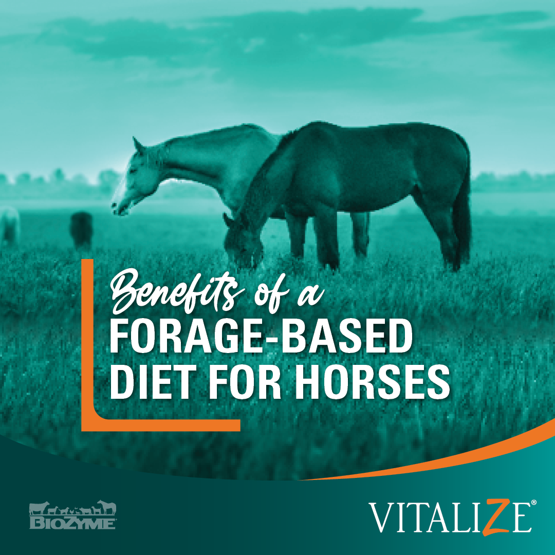 The Benefits of a Forage-based Diet for Horses - Vitalize