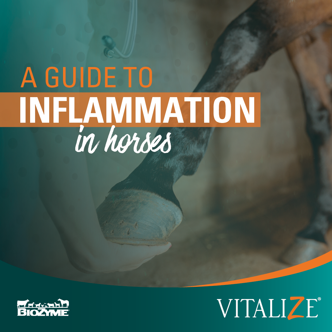 A Guide to Inflammation in Horses - Vitalize