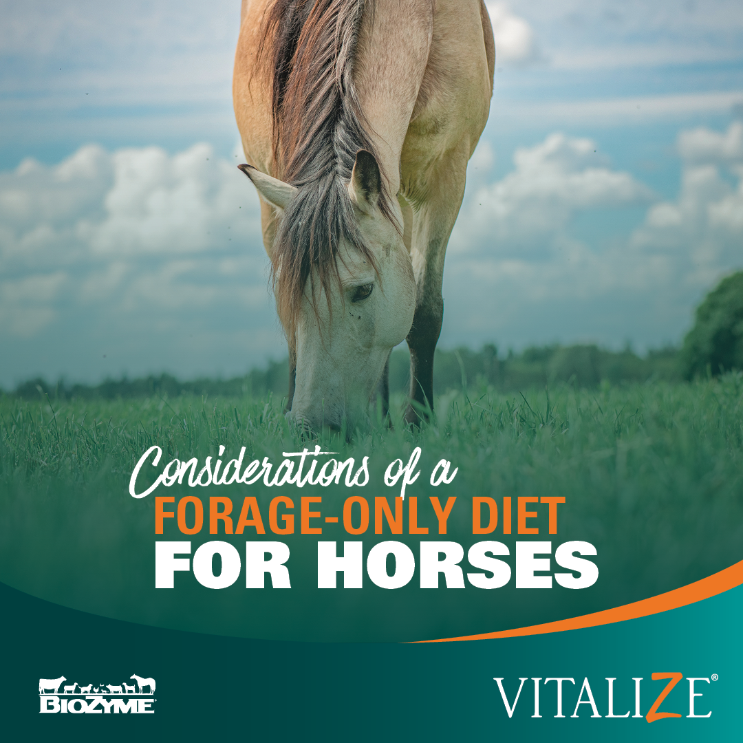 What To Consider When Transitioning to a Forage-only Diet for Horses ...