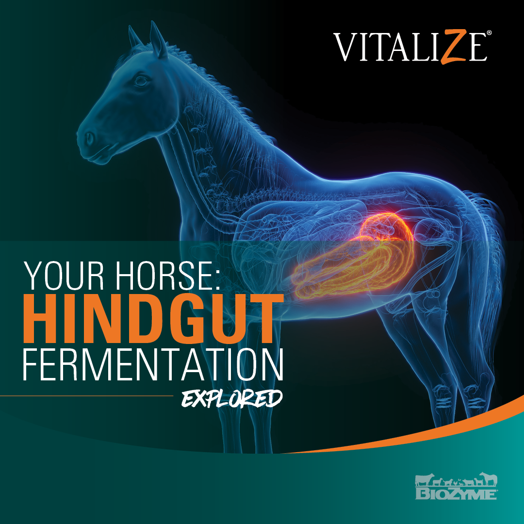 Your Horse: Hindgut Fermentation Explored - Vitalize