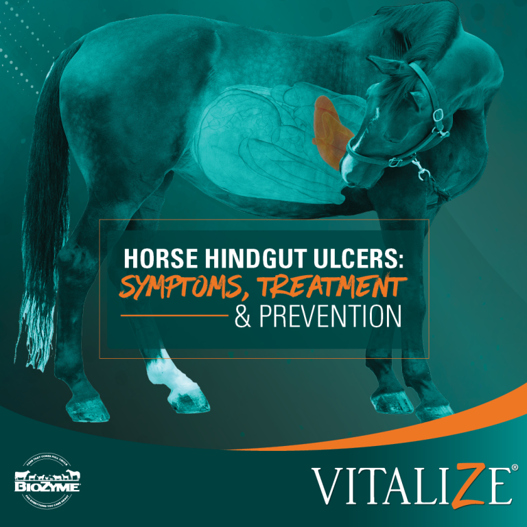 Hindgut Fermentation 101 - Vitalize