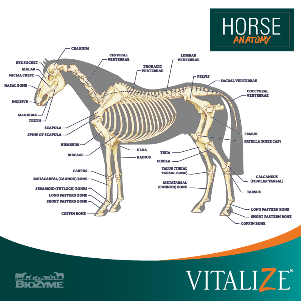 Understanding Horse Leg Anatomy is Key to Bone, Muscle Health - Vitalize