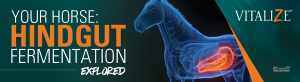 Your Horse: Hindgut Fermentation Explored - Vitalize