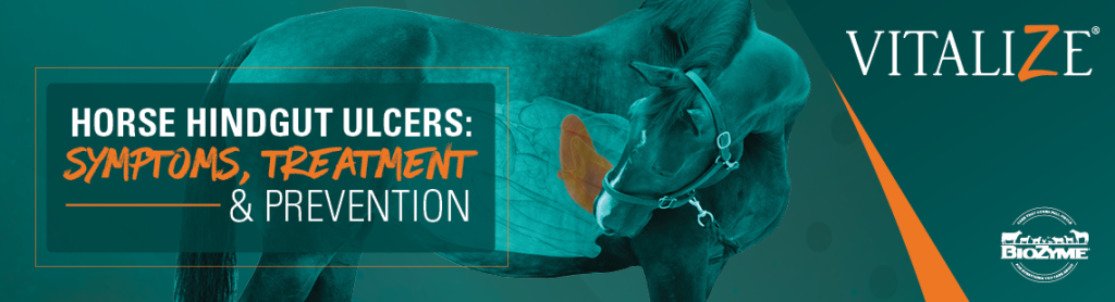 Horse Hindgut Ulcers: Symptoms, Treatments & Prevention - Vitalize