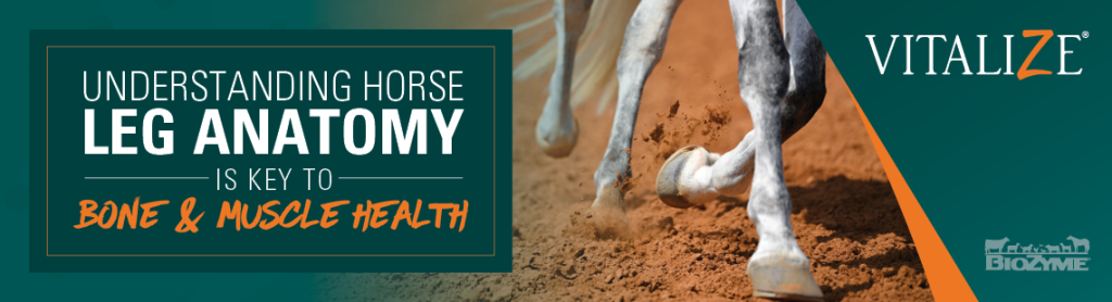 Understanding Horse Leg Anatomy is Key to Bone, Muscle Health - Vitalize
