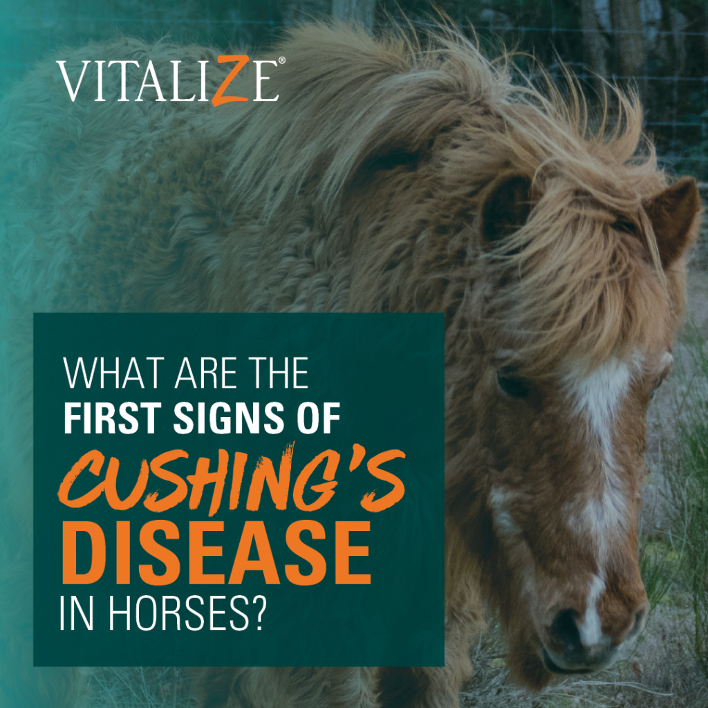 Cushing's disease Archives - Vitalize