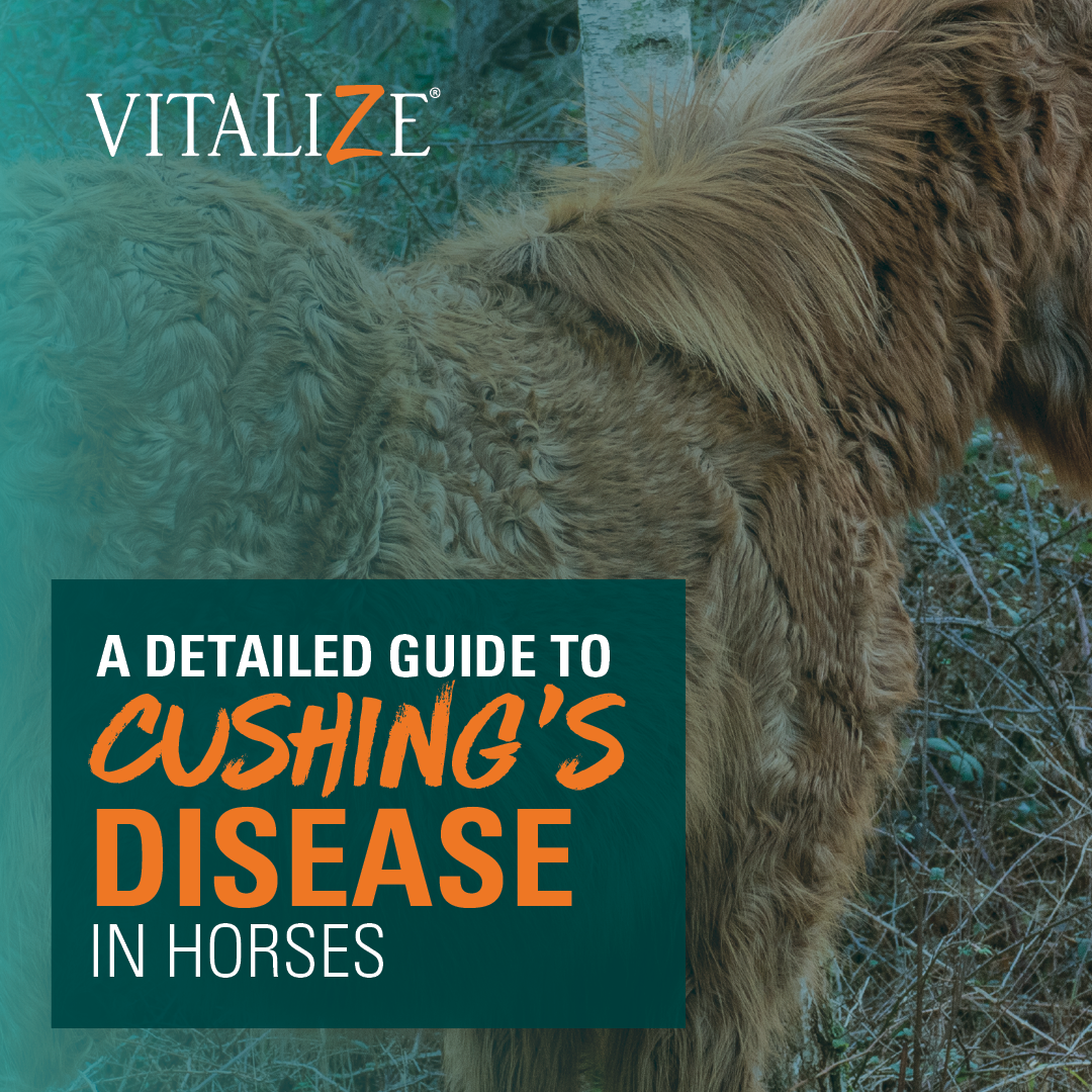 A Detailed Guide to Cushing’s Disease in Horses - Vitalize
