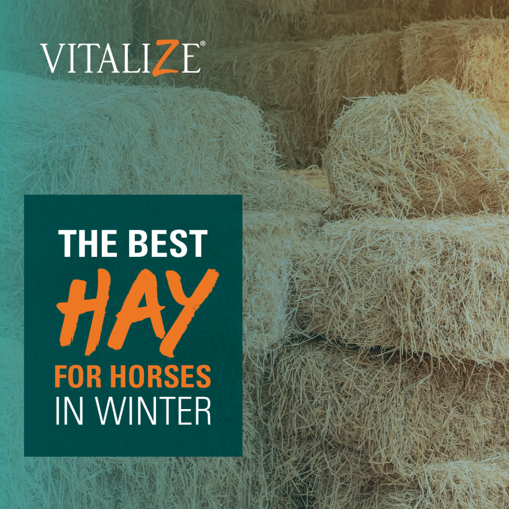 Understanding Horse Leg Anatomy is Key to Bone, Muscle Health - Vitalize