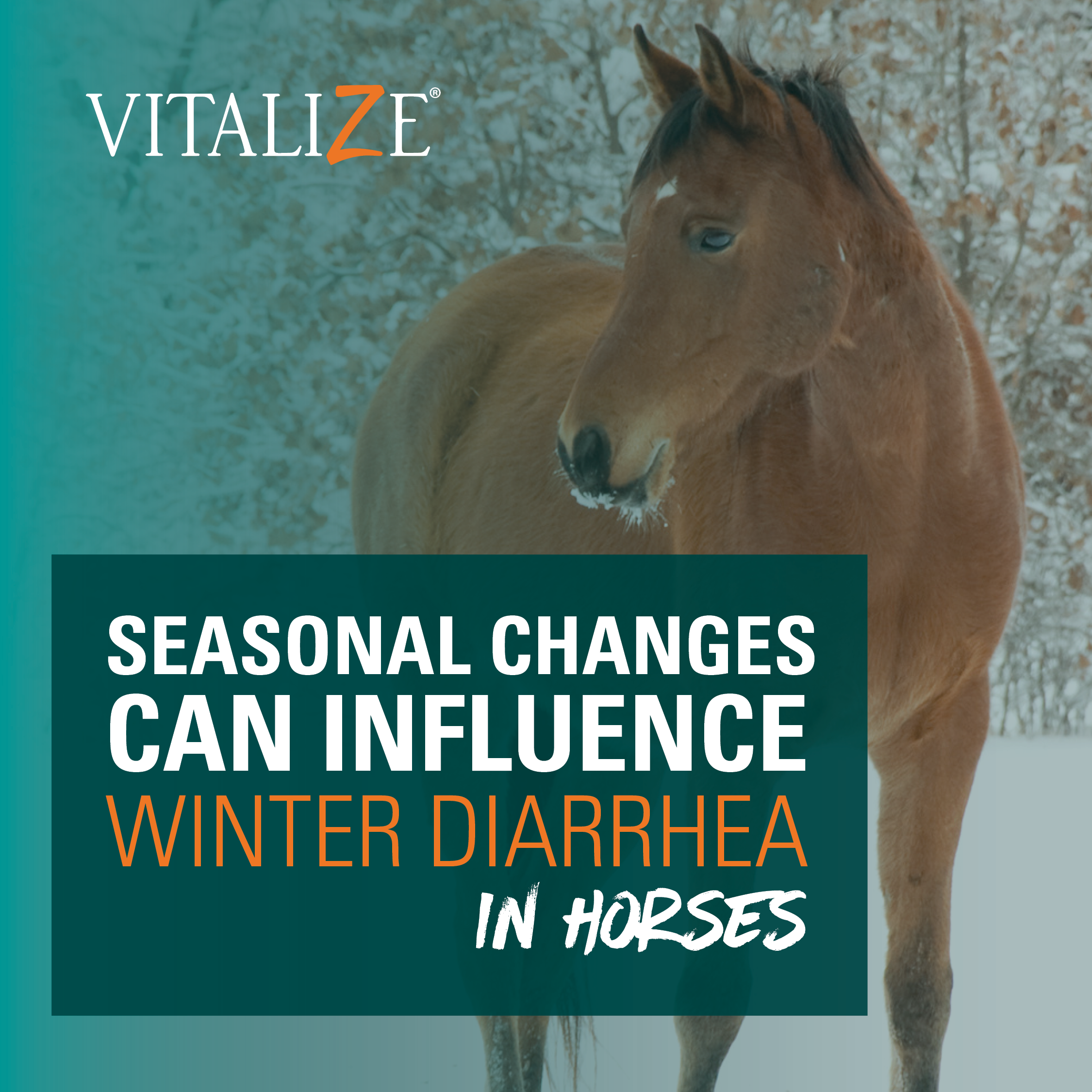 Seasonal Changes Can Influence Winter Diarrhea in Horses - Vitalize
