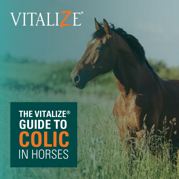 The Different Types of Colic in Horses - Vitalize