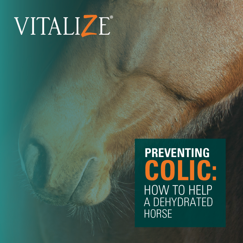Understanding Horse Leg Anatomy is Key to Bone, Muscle Health - Vitalize