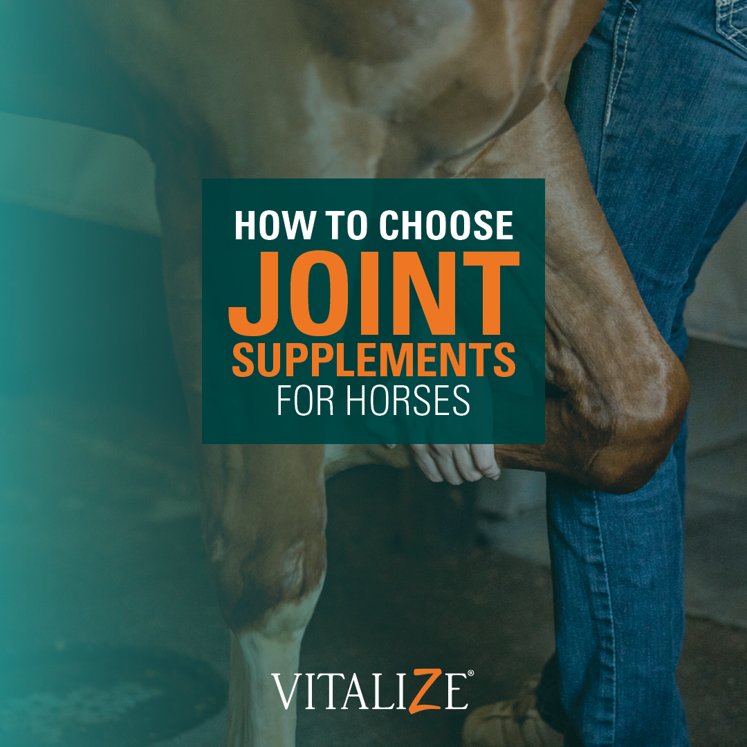 How to Choose the Right Joint Supplements for Horses - Vitalize