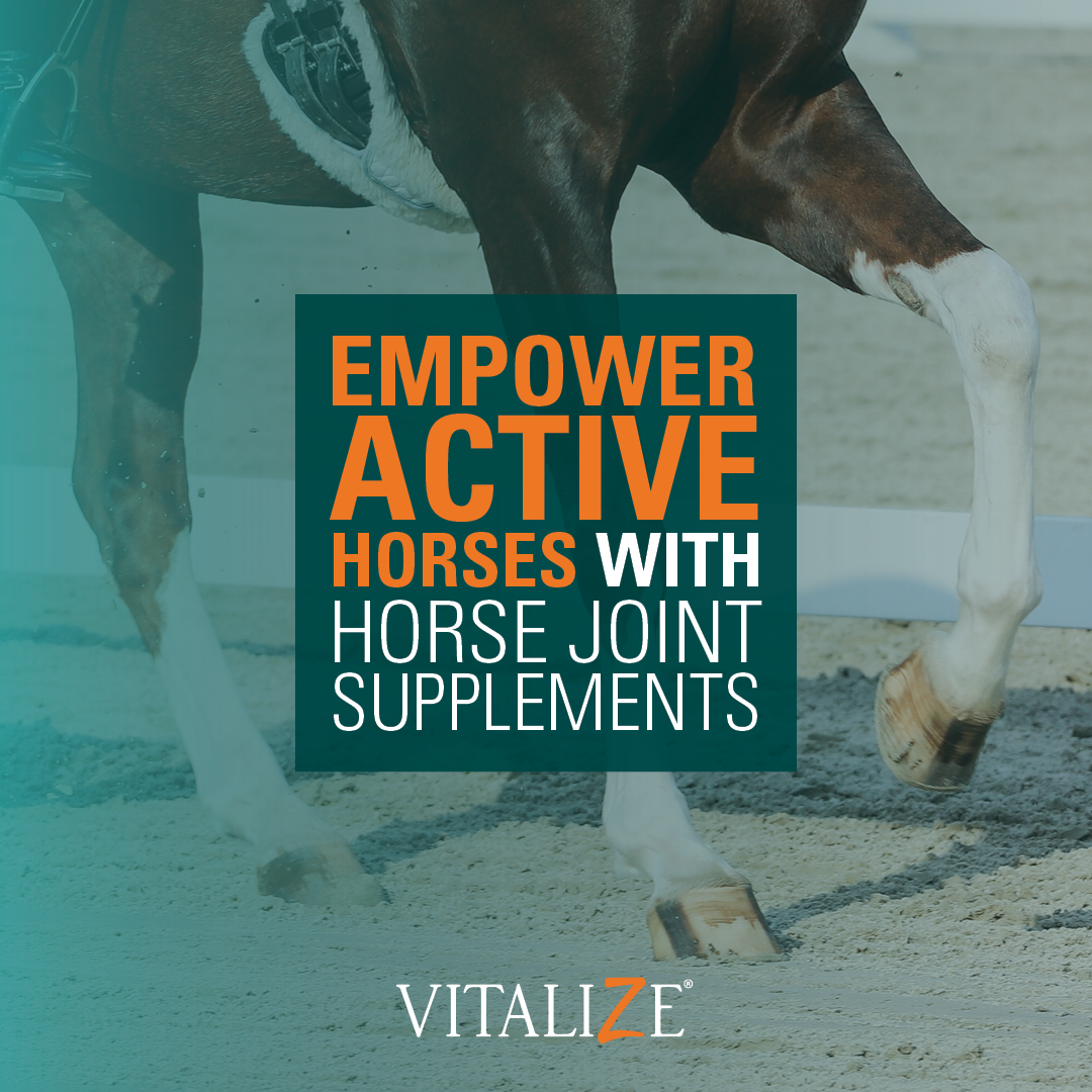 Understanding Horse Leg Anatomy is Key to Bone, Muscle Health - Vitalize
