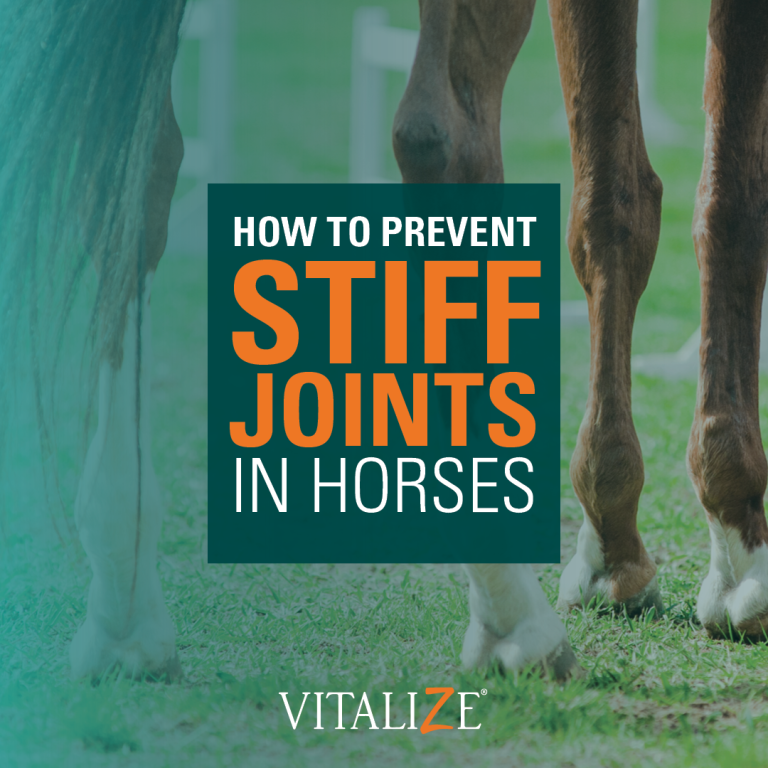 Understanding Horse Leg Anatomy is Key to Bone, Muscle Health - Vitalize