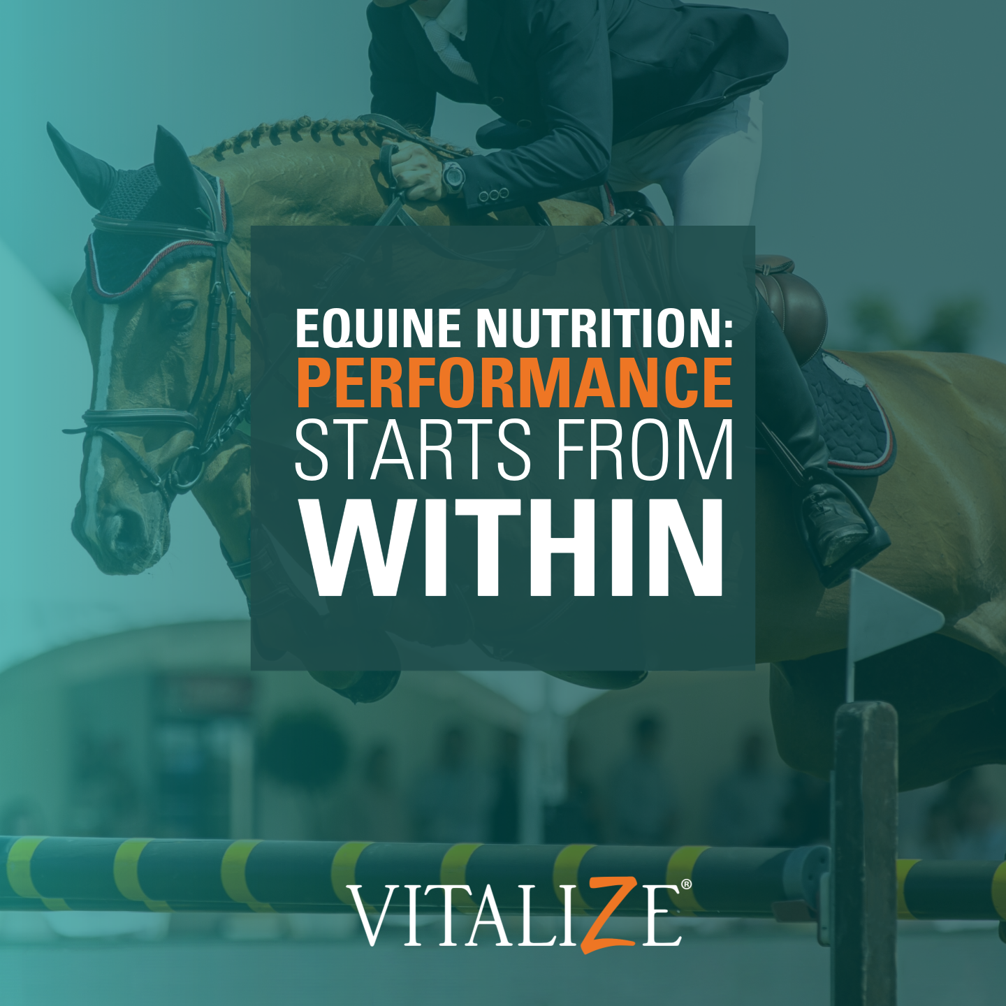 Equine Nutrition: Performance Starts from Within - Vitalize